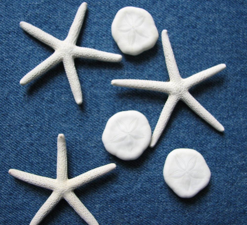 Shell Magnets For Beach Decor - Nautical Starfish & Sea Biscuit ...