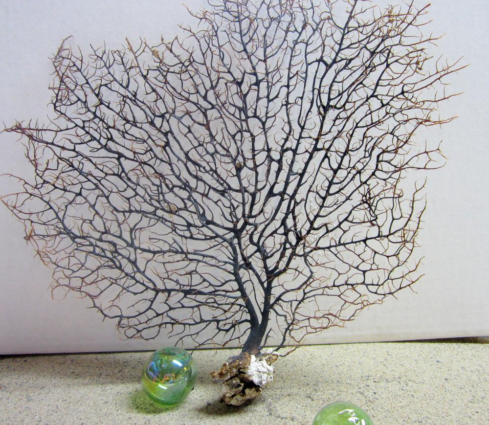 Beach Decor Black Sea Fans - Nautical Decor Black Sea Fans, 7-10 Inch ...