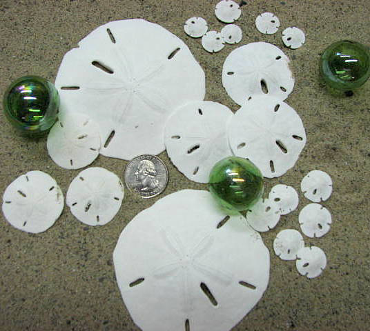 Sand Dollar Beach Decor Collection - Seashells - Nautical Decor Sand ...