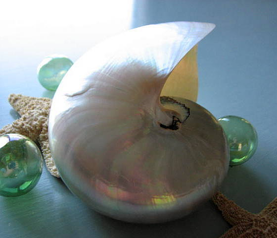 Beach Decor Nautilus Shell - Nautical Decor White Pearl Nautilus ...