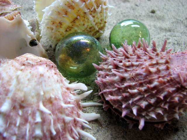 Beach Decor Spiky Spiny Oyster Shells For Decor, Candlescaping, Or ...