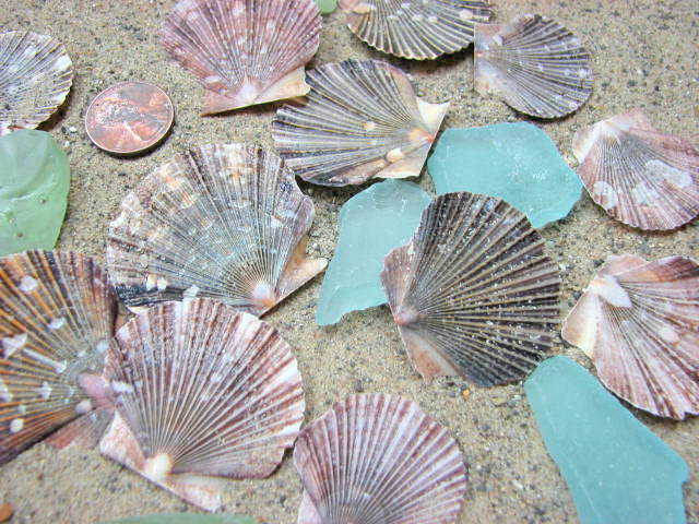 Nautical Decor Seashells - Flat Scallop Shells For Beach Decor Or ...