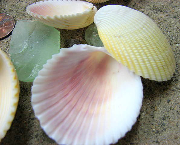 Sea Shells For Beach Decor - Cockle Seashells For Beach Weddings ...