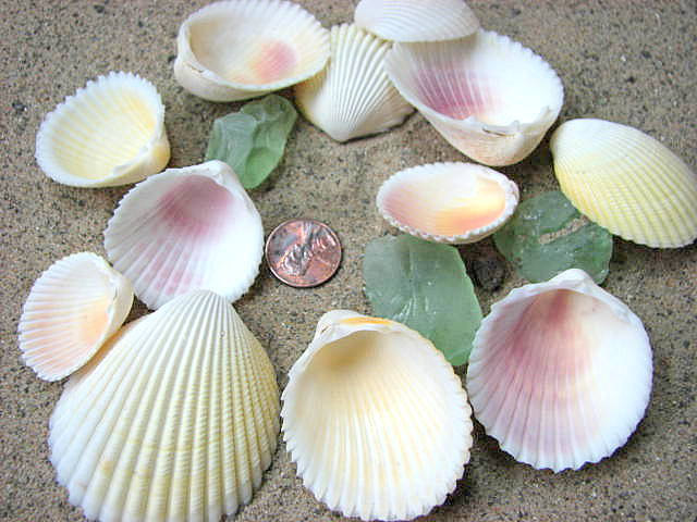 Sea Shells For Beach Decor - Cockle Seashells For Beach Weddings ...