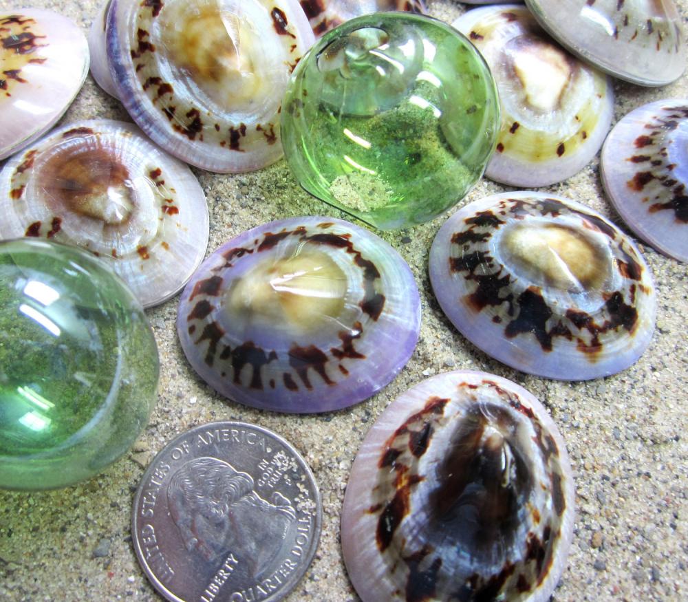 Beach Decor Seashells - Nautical Purple Limpet Shells, Oval, 3pc on Luulla