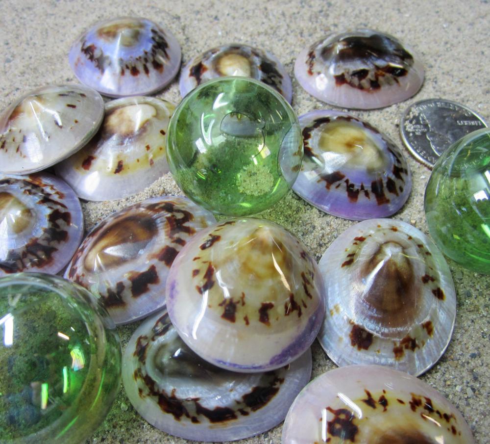 Beach Decor Seashells - Nautical Purple Limpet Shells, Oval, 3pc on Luulla