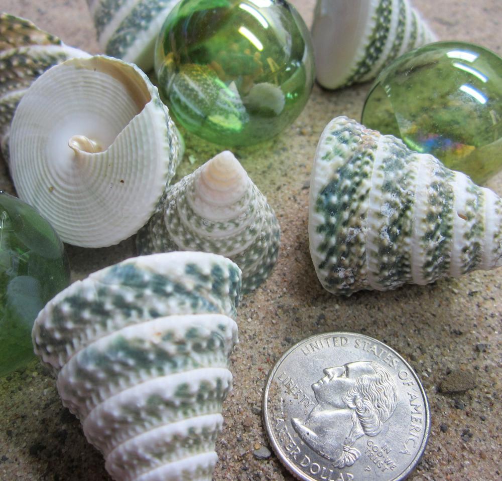Beach Decor Seashells - Nautical Green Elongated Trocha Shells, 3pc on ...