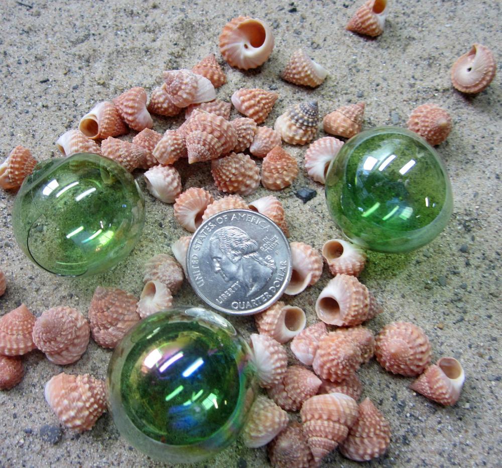 Beach Decor Seashells - Bumpy Strawberry Red Cuminigi Shells, 24pc on ...