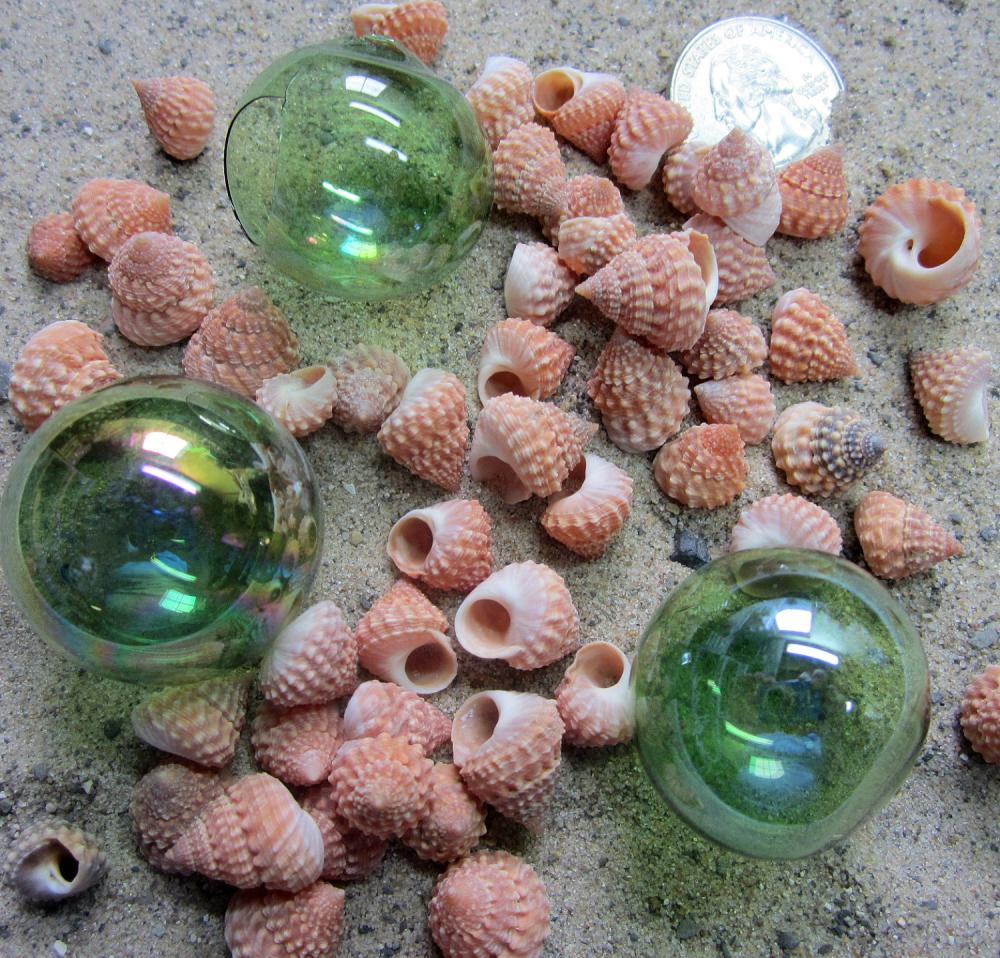 Beach Decor Seashells - Bumpy Strawberry Red Cuminigi Shells, 24pc on ...