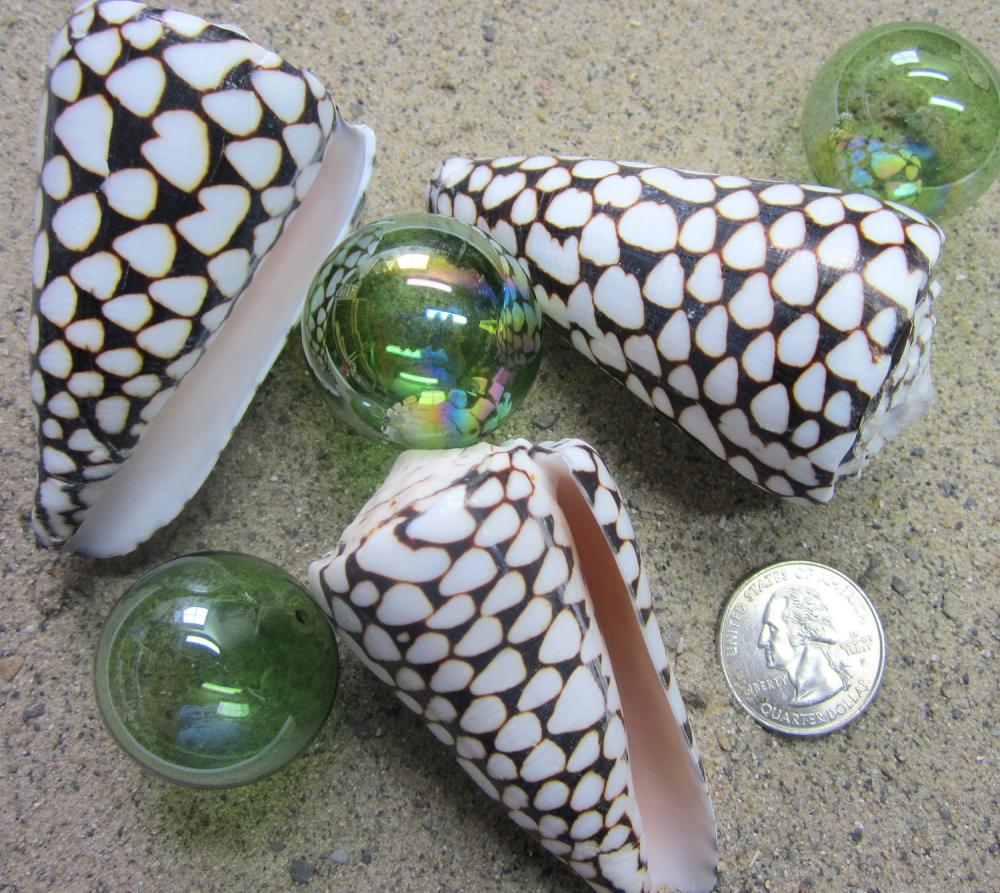 Beach Decor Seashells - Nautical Decor Spotted Cone Specimen Collector ...