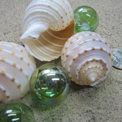 Beach Decor Seashells - Nautical Purple Limpet Shells, Oval, 3pc on Luulla