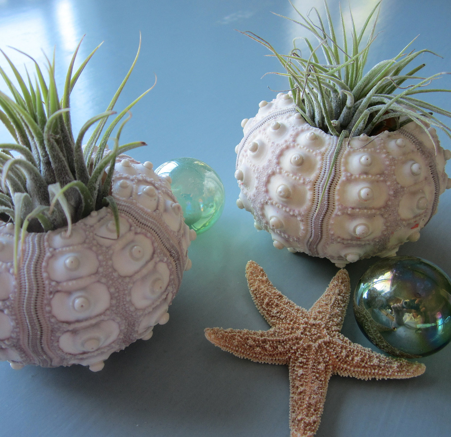 Beach Decor Air Plant In Nautical Decor Sputnik Sea Urchin, Sold ...