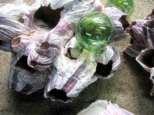 Nautical Decor Barnacle Seashells - Beach Decor Purple Barnacle ...