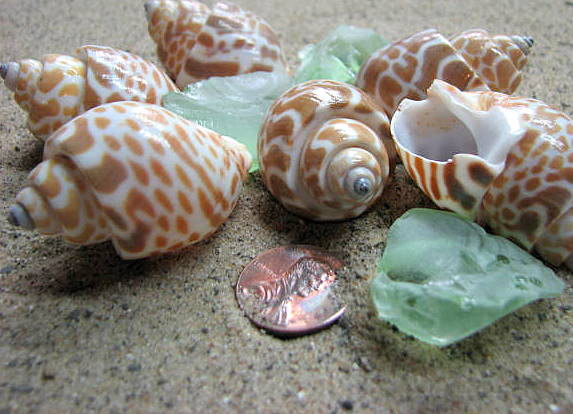 Shells For Beach Decor - Nautical Decor Babylonia Shells For Beach ...