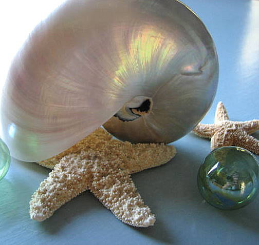 Beach Decor Nautilus Shell - Nautical Decor White Pearl Nautilus ...
