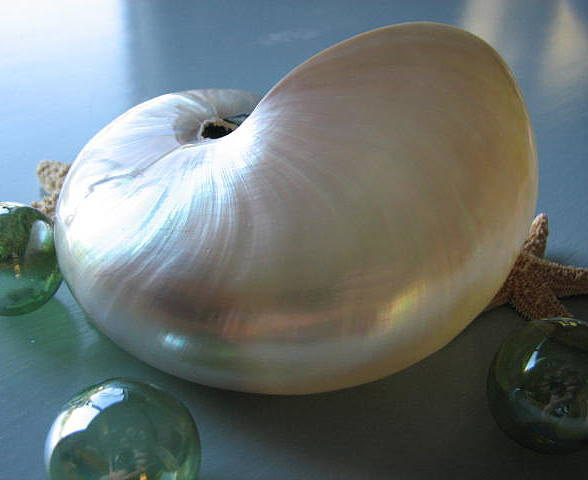 Beach Decor Nautilus Shell - Nautical Decor White Pearl Nautilus ...