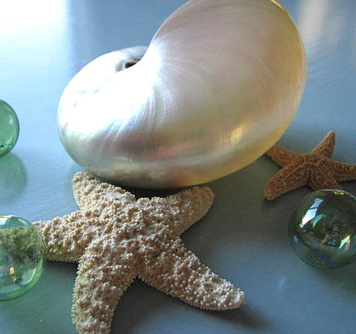 Beach Decor Nautilus Shell - Nautical Decor White Pearl Nautilus ...