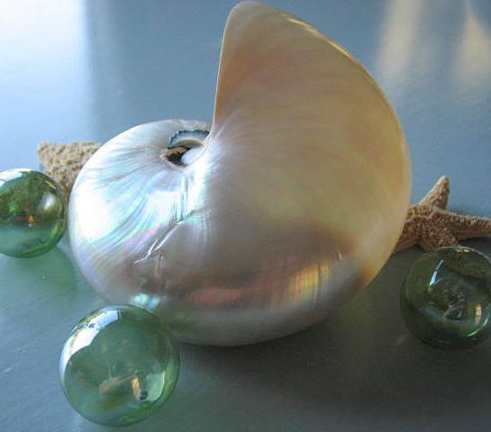 Beach Decor Nautilus Shell - Nautical Decor White Pearl Nautilus ...
