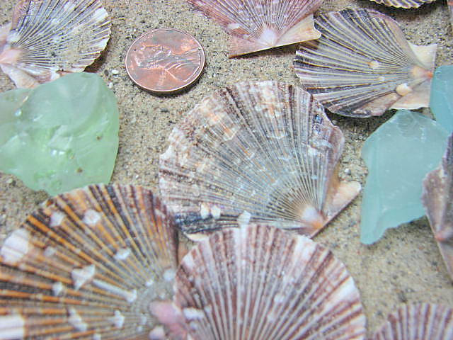 Nautical Decor Seashells - Flat Scallop Shells For Beach Decor Or ...
