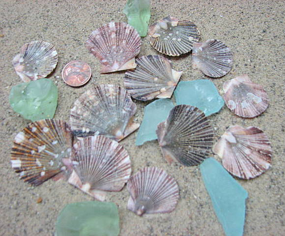 Nautical Decor Seashells - Flat Scallop Shells For Beach Decor Or ...