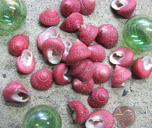 Shells For Beach Decor - Nautical Decor Red Strawberry Top Seashells ...