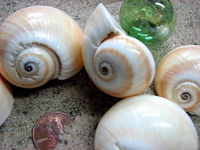 Seashell Decor - Nautical Decor Shark Eye Shells For Crafts, Beach ...