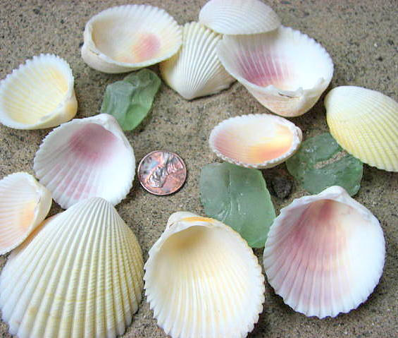Sea Shells For Beach Decor - Cockle Seashells For Beach Weddings ...