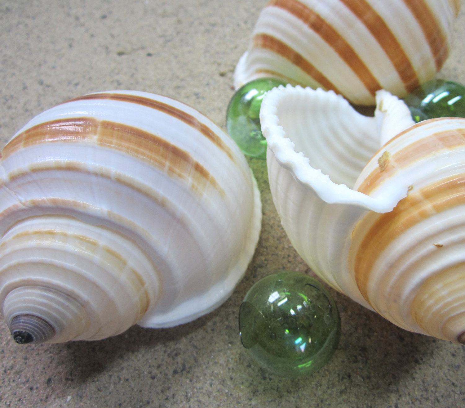 Beach Decor Seashells - Nautical Decor Xl Spiral Striped Tonna ...
