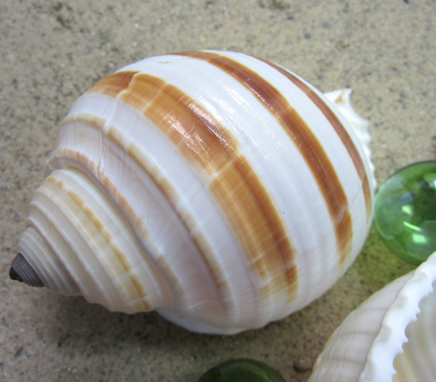 Beach Decor Seashells - Nautical Decor Xl Spiral Striped Tonna ...