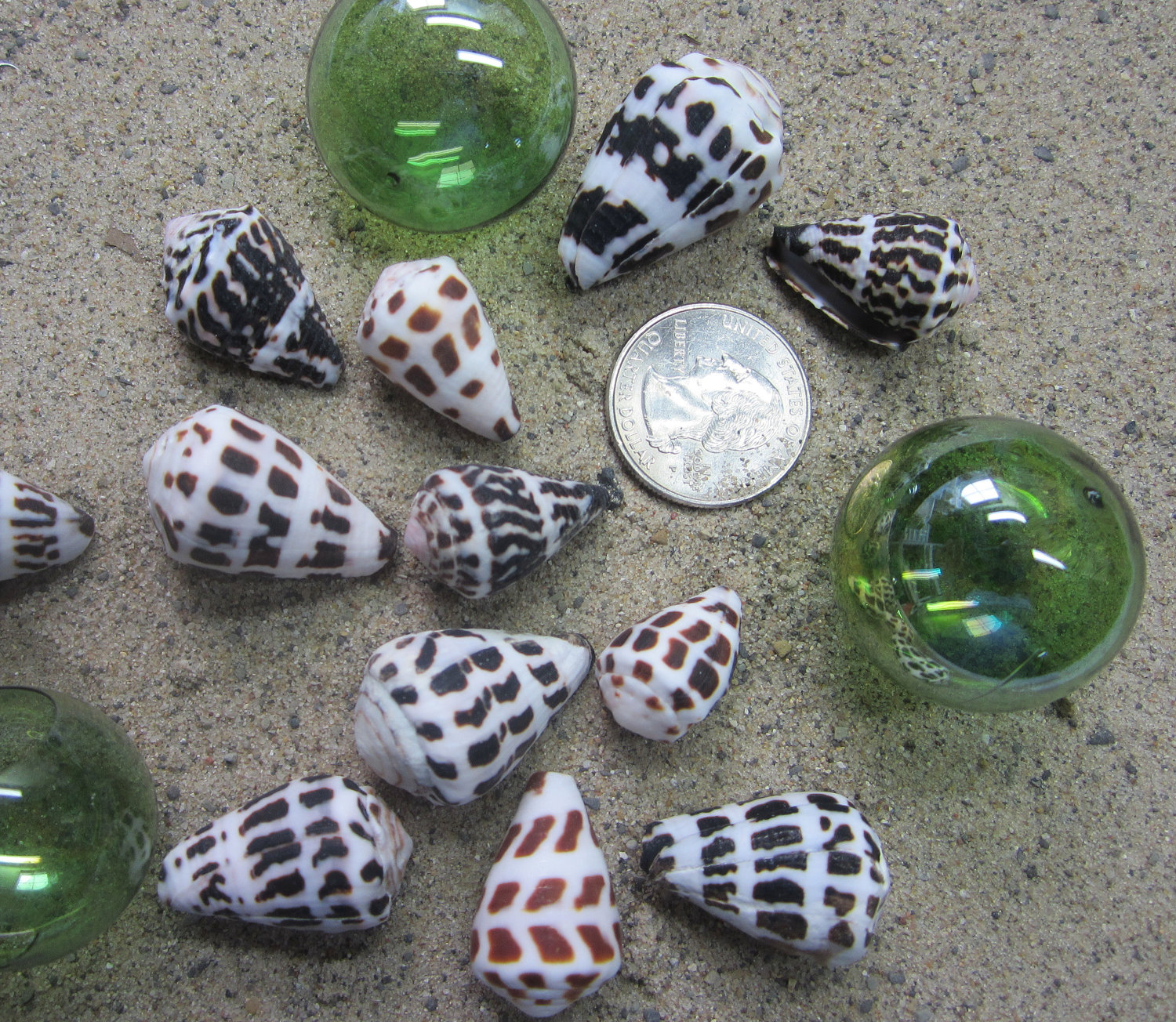 Beach Decor Seashells - Nautical Spotted Cone Shells, 6pc on Luulla