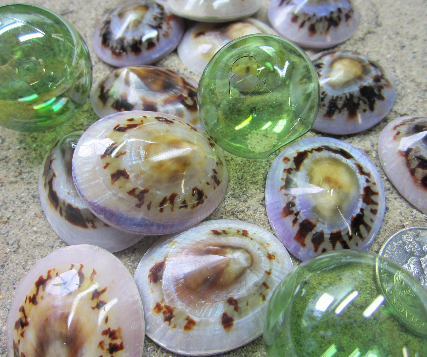 Beach Decor Seashells - Nautical Purple Limpet Shells, Oval, 3pc on Luulla