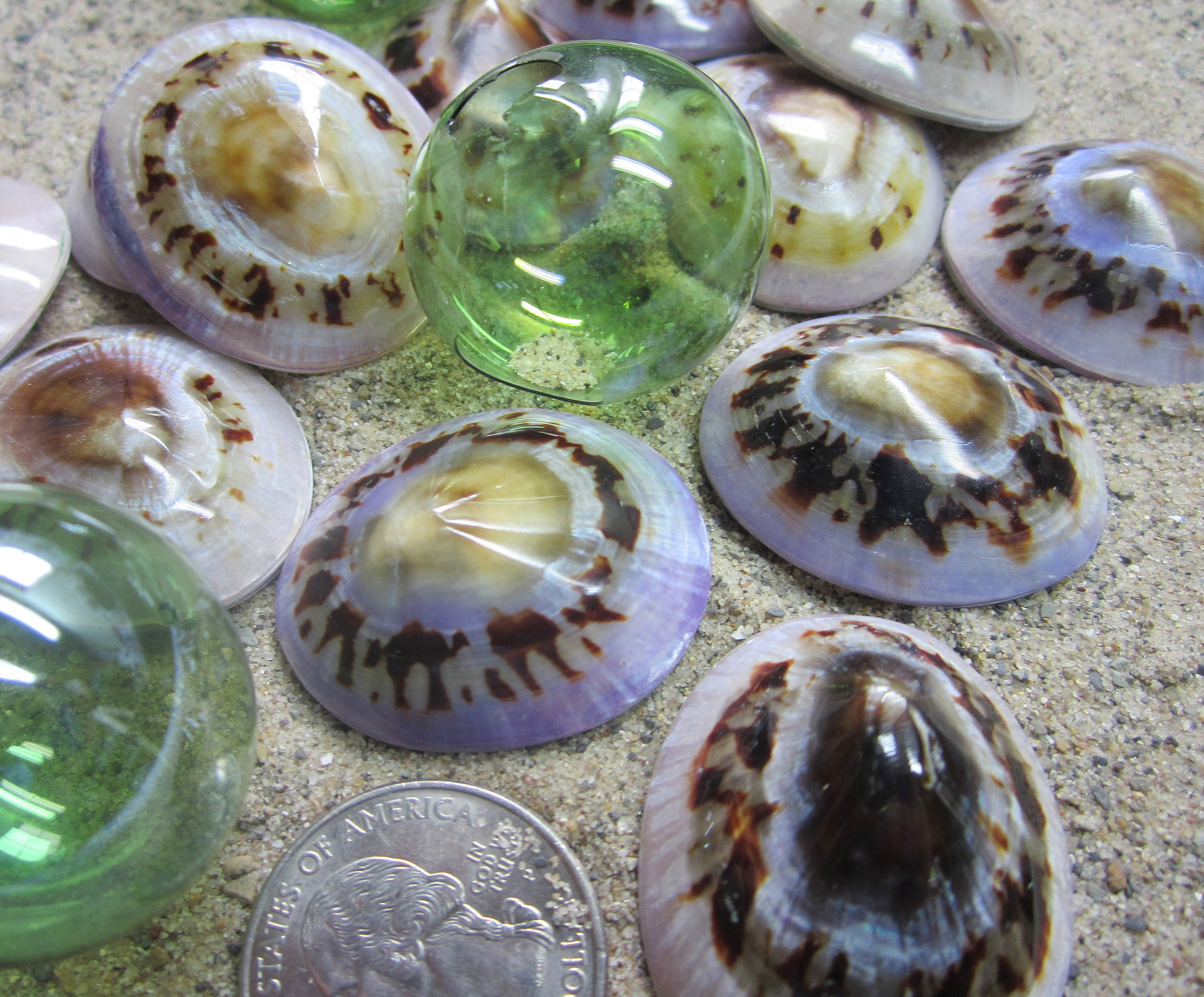 Beach Decor Seashells - Nautical Purple Limpet Shells, Oval, 3pc on Luulla