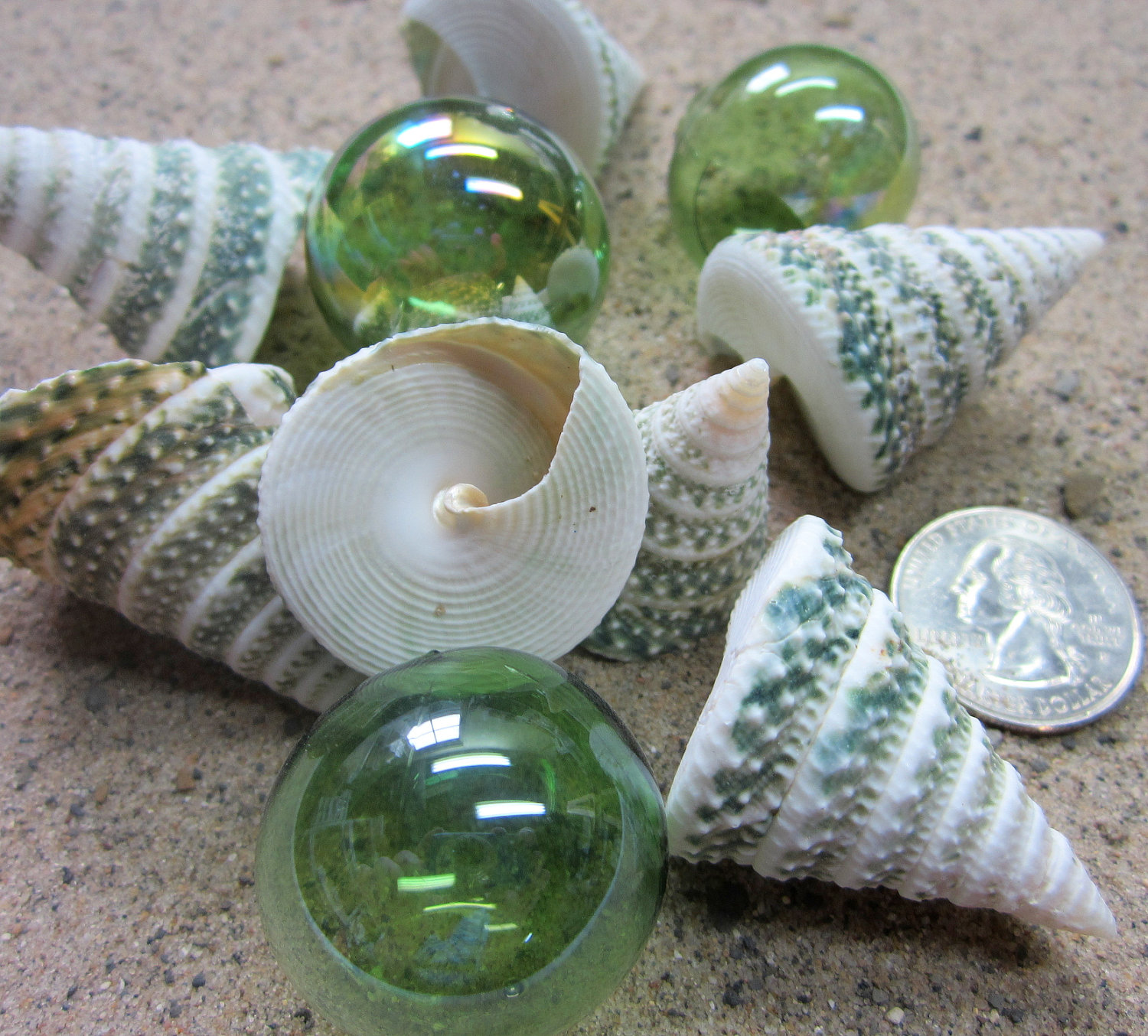 Beach Decor Seashells - Nautical Green Elongated Trocha Shells, 3pc on ...