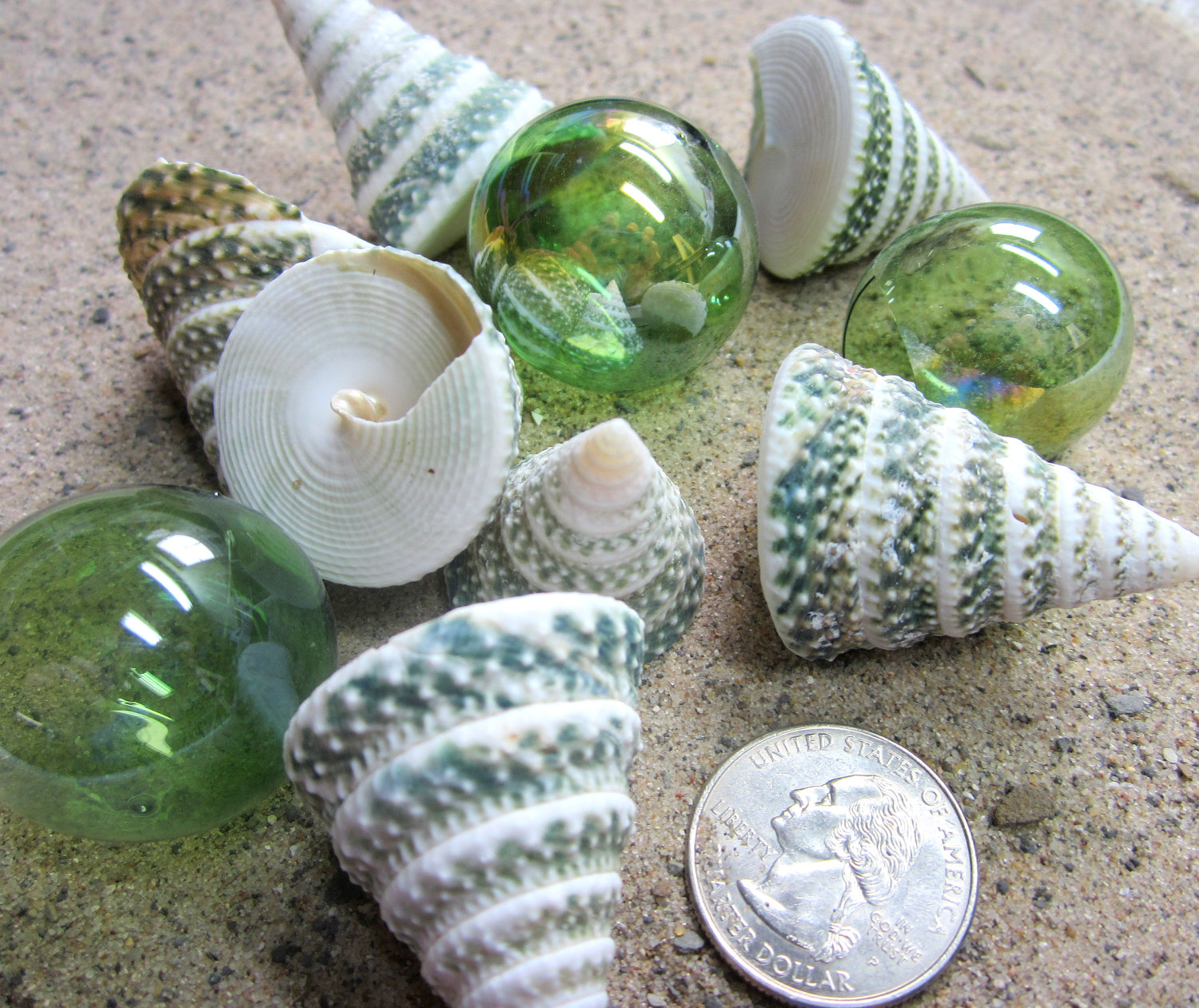 Beach Decor Seashells - Nautical Green Elongated Trocha Shells, 3pc on ...