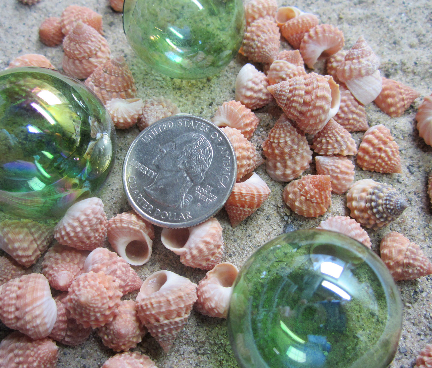 Beach Decor Seashells - Bumpy Strawberry Red Cuminigi Shells, 24pc on ...